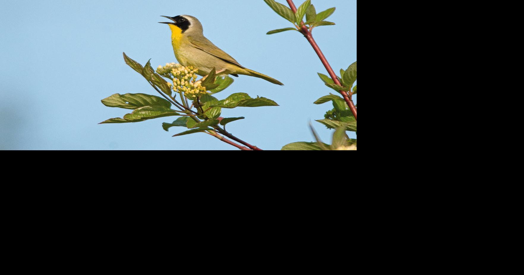 The dawn chorus of wild birds