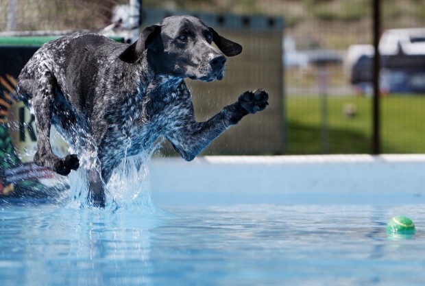 Making a splash: Competition at MontanaFair open to all canine jumpers