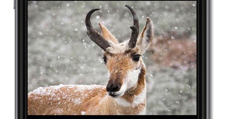 New cellphone app maps Montana Block Management Areas