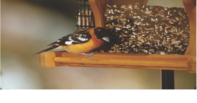 Tips for storing bird food
