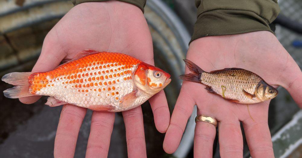 Invasive goldfish found in Wyoming's Renner Reservoir