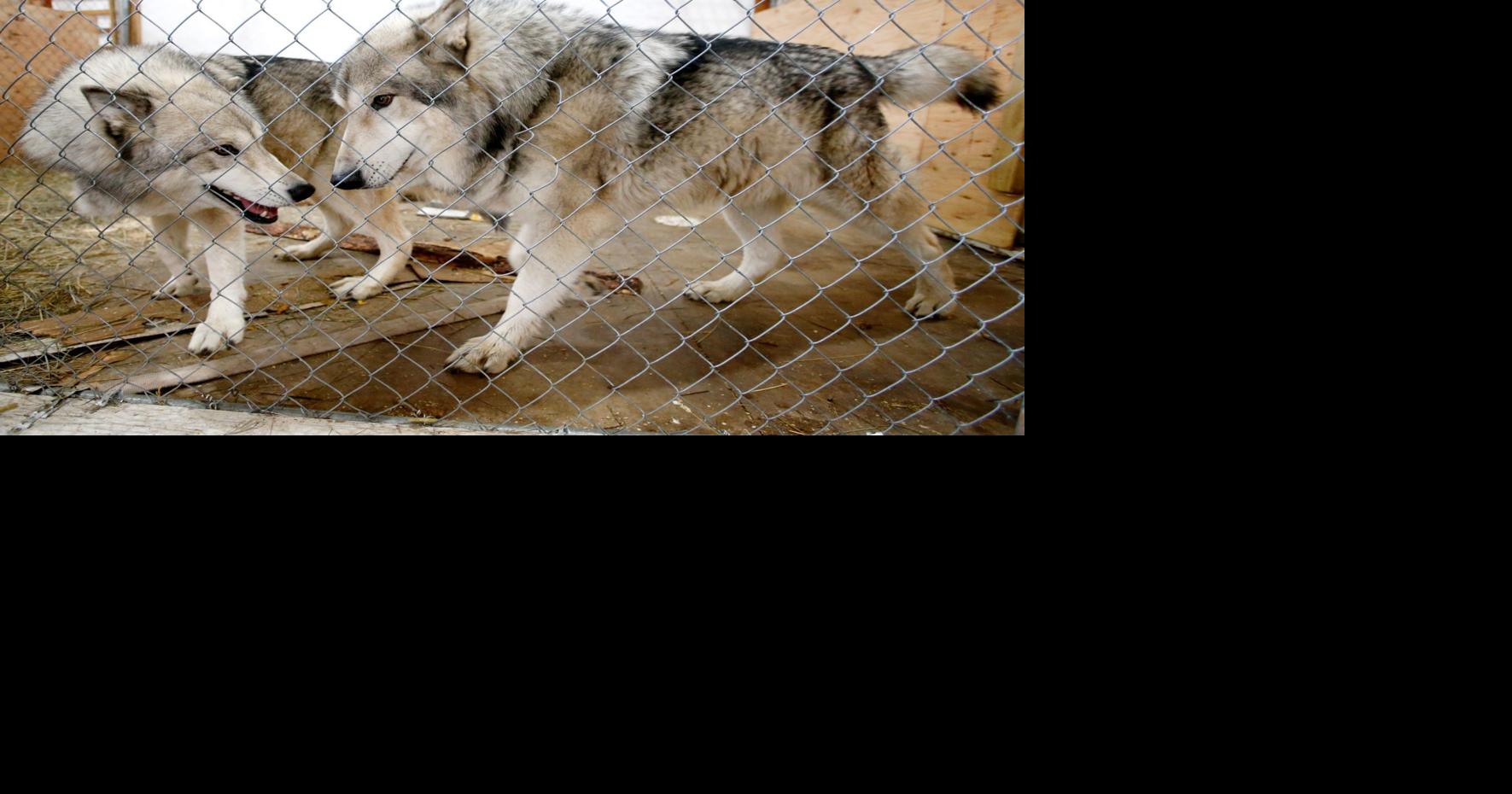 Sibling wolves at Yellowstone Wildlife Sanctuary have died