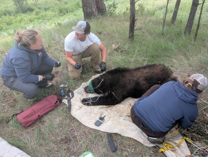 Huge black bear trapped by FWP in southeastern Montana