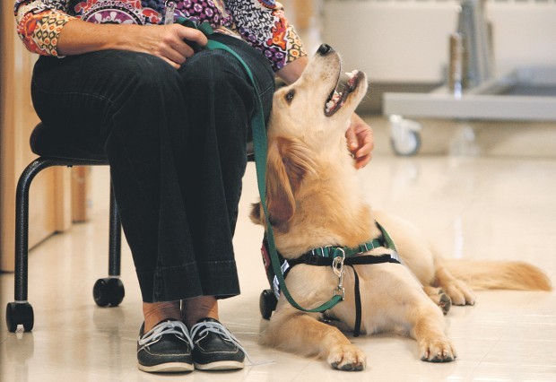 Service dogs show their skills at St. V