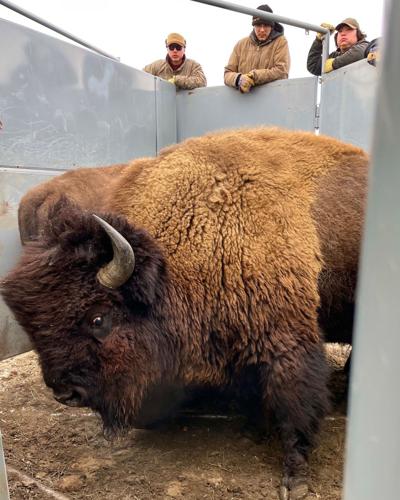 First 2 bison families transferred to tribes under conservation program