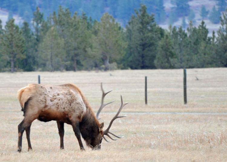 Groups overlap on some ideas for improving elk management in Montana