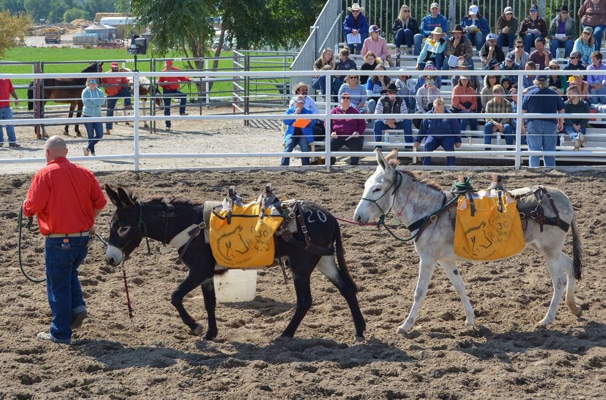 Gentled Wyoming wild horses, burros offered for adoption May 13 in Riverton