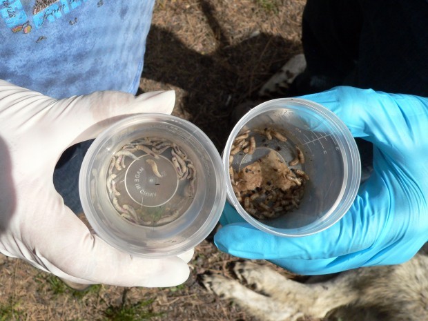 Seminar teaches wildlife forensics for poaching cases