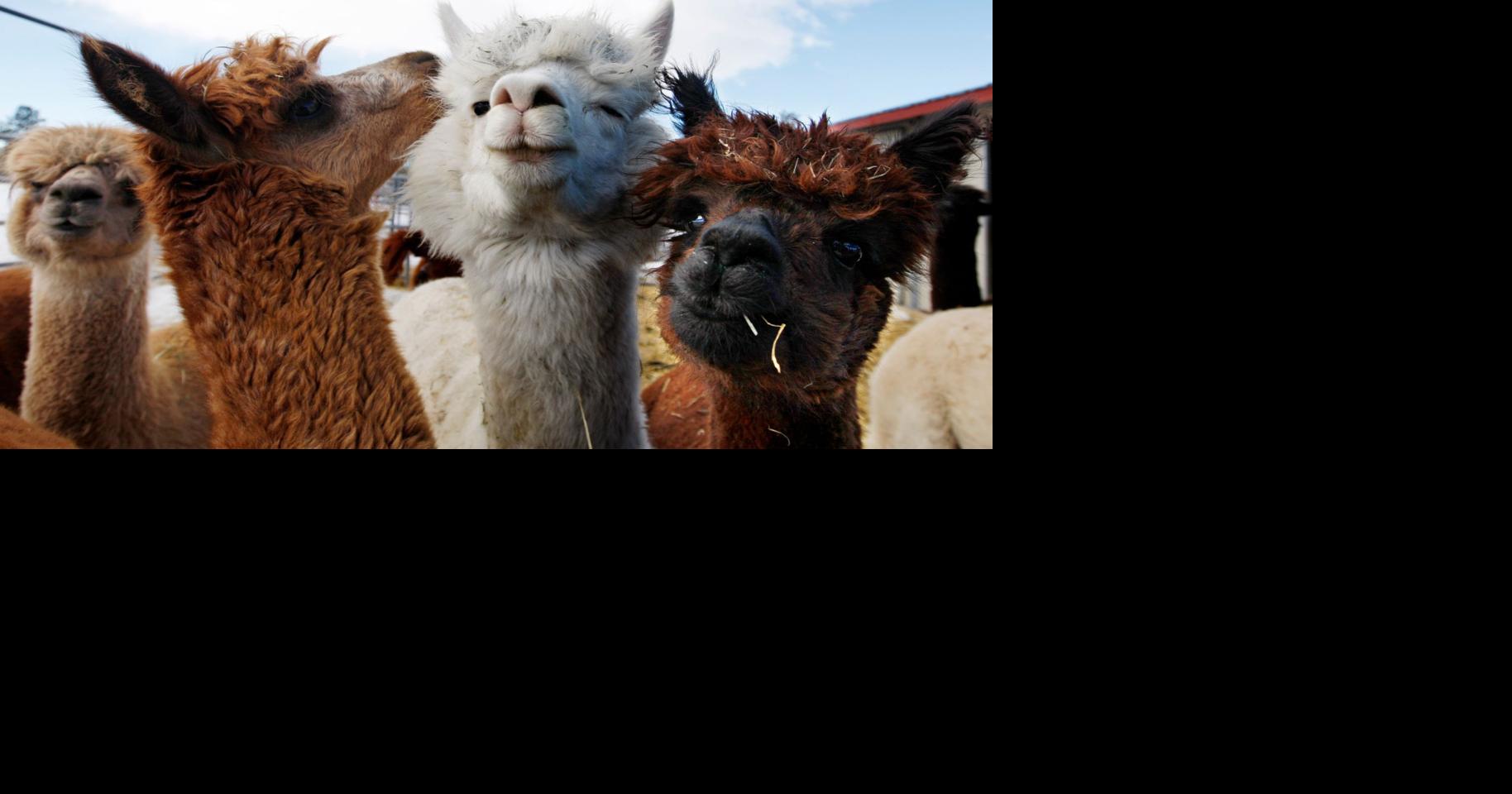 Photos: Mule Train Alpacas