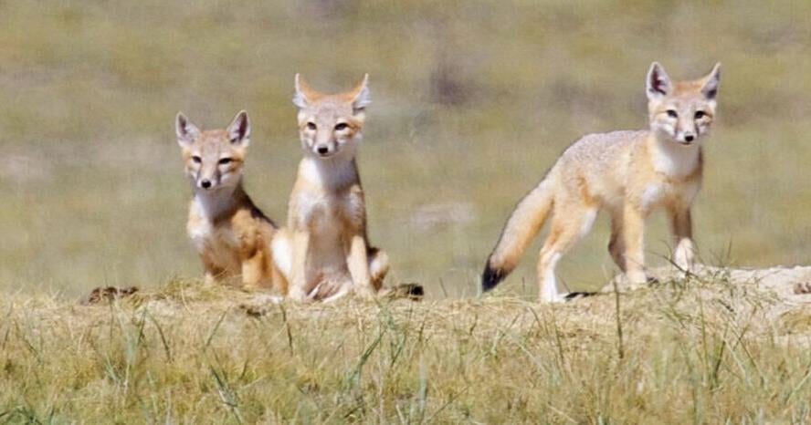 7 swift foxes living near Laramie airport trapped, relocated