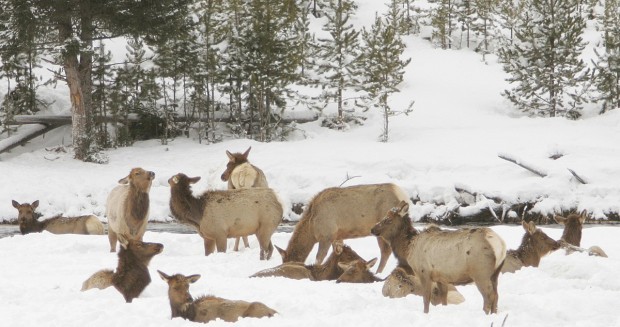 Guest opinion: Wolves add to mystique of Wyoming elk hunting
