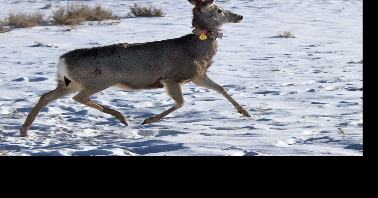 Bighorn Mountains mule deer capture begins in January for WGFD study