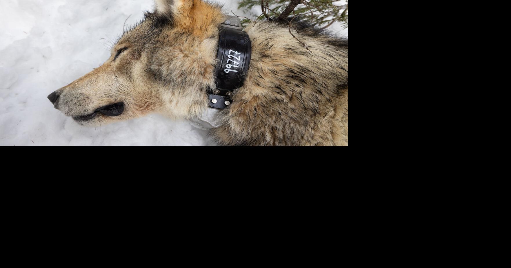 Yellowstone National Park wolves suffer through lean winter