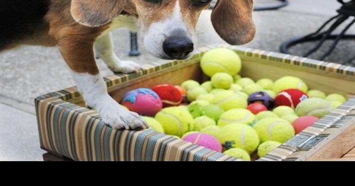 Popular pooches: Bitterroot beagles find fame through series of YouTube ...