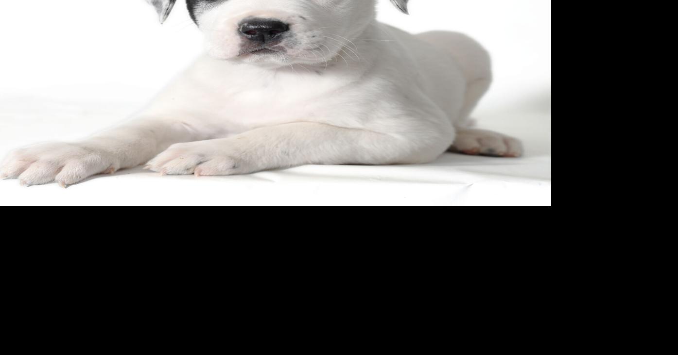 Pet of the Week: Wanda