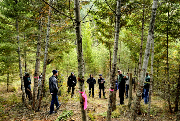 UM forestry students manage timber on Mount Jumbo for diverse benefits ...