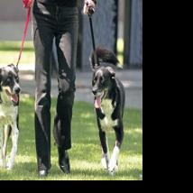 Furry treadmills: Hypnotist promotes walking pets to help obesity rates ...