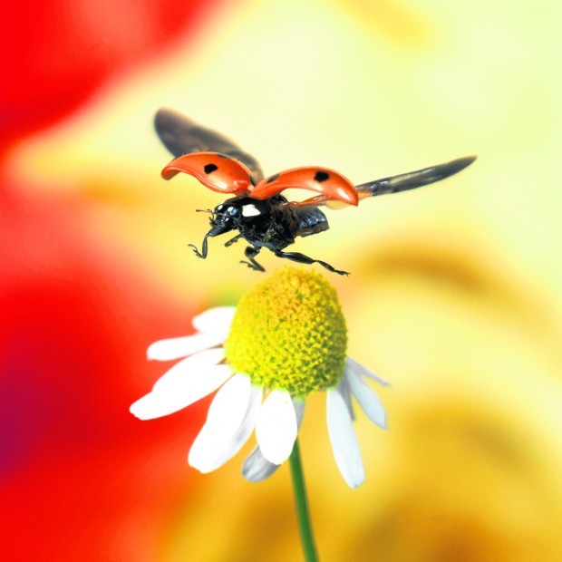 Ladybugs: a eco-friendly alternative to insecticides