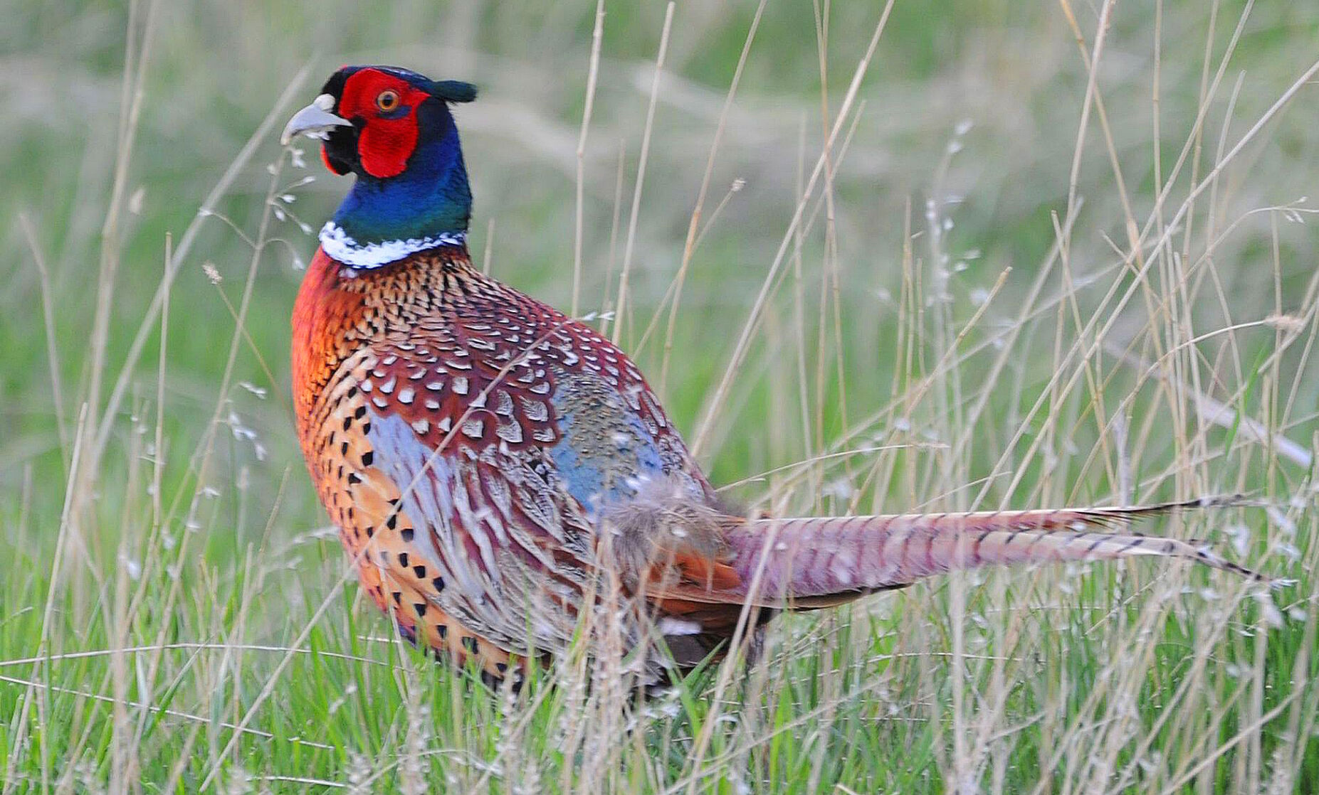 Montana upland bird brains find fodder in FWP draft plan