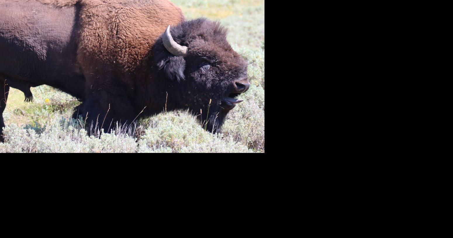 Yellowstone National Park bison shot after leaving park
