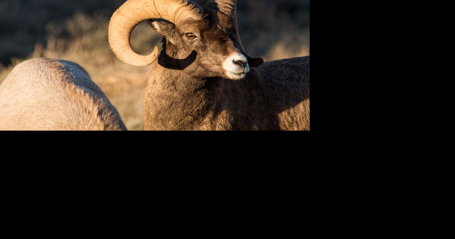 Grand Teton OKs second round of aerial gunning to kill mountain goats