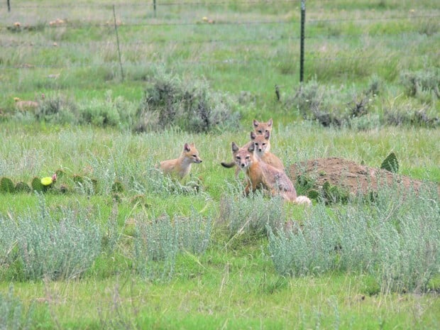 State planning to move swift foxes to Fort Peck Reservation
