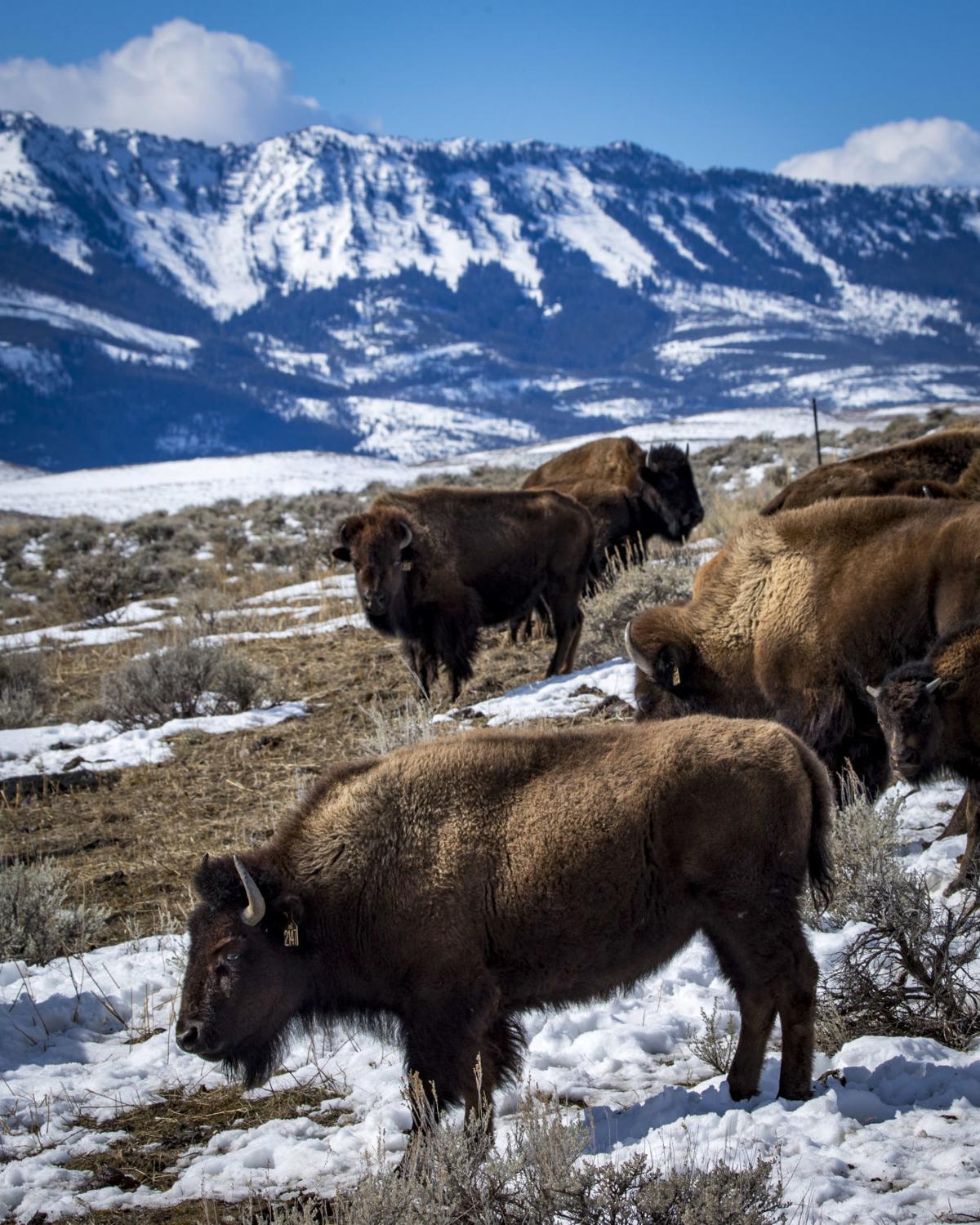 Buffalo jump: Chicago natives leap into new lifestyle as bison ranchers ...