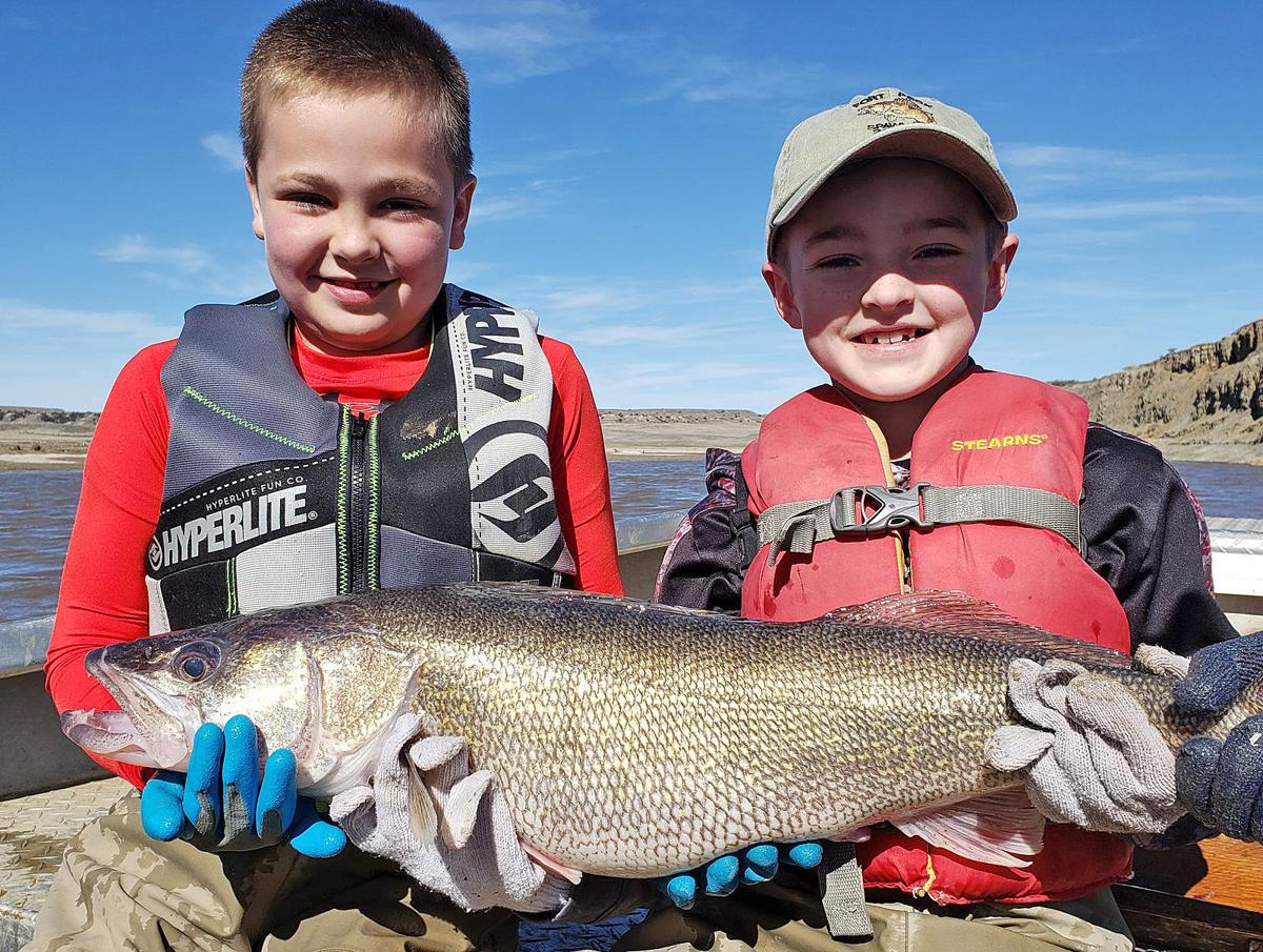 Fort Peck walleye spawn nets 68 million eggs