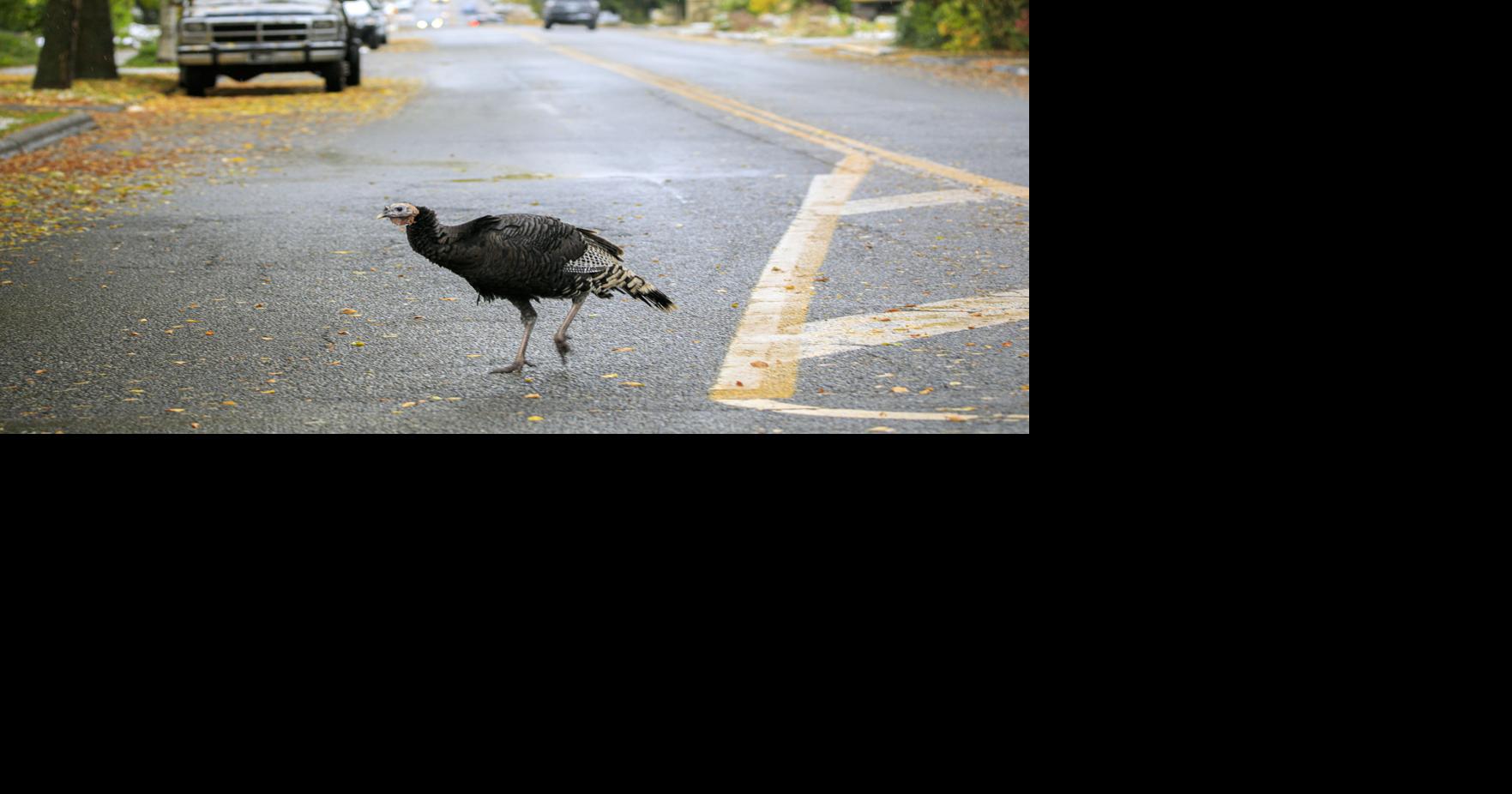 Photos: Why did the turkey cross the road?