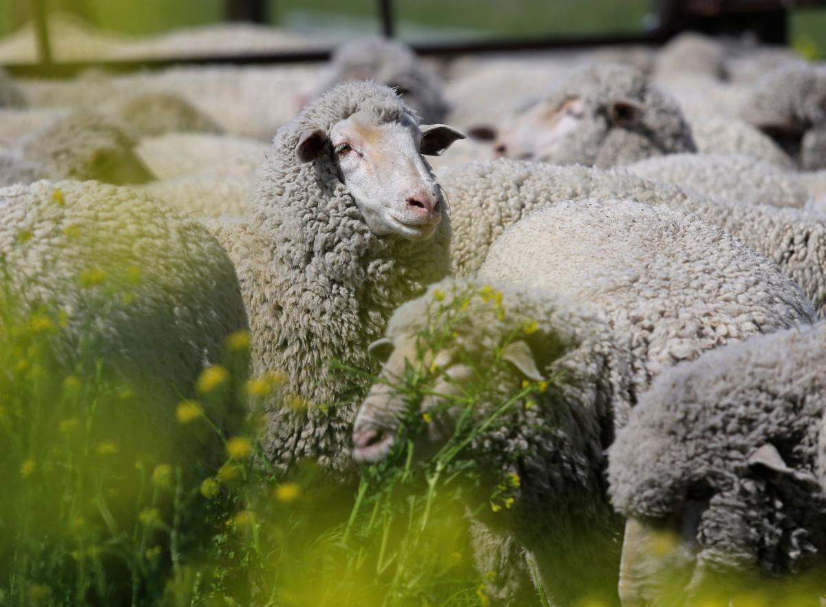 Photos: Sheep shearing at Helle Rambouillet ranch | Business ...