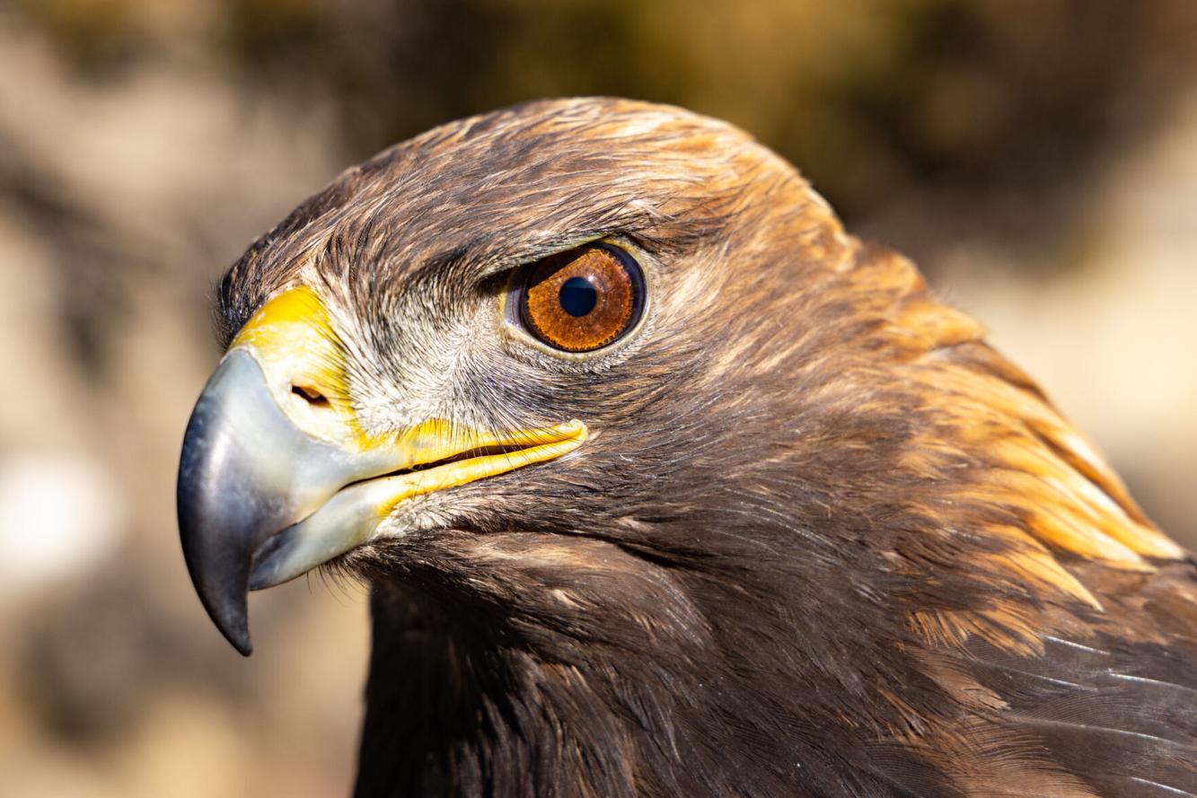 Yellowstone biologist studies birds in 'extreme environment'