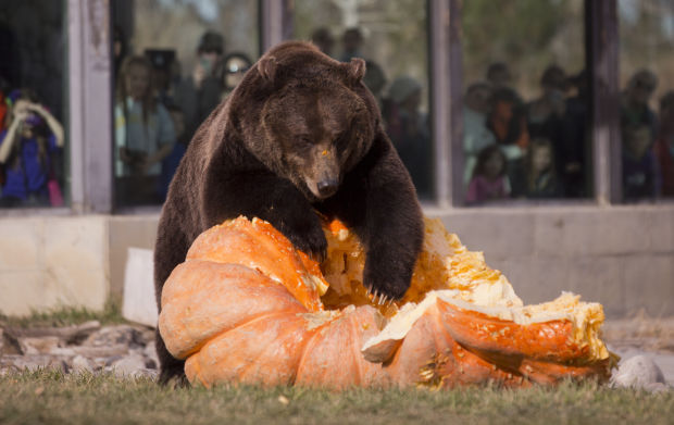 Feature video and photos: 600-pound bear receives a 770-pound pumpkin treat