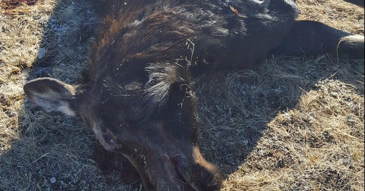 Conservation group increases reward for info on Lewistown-area moose ...