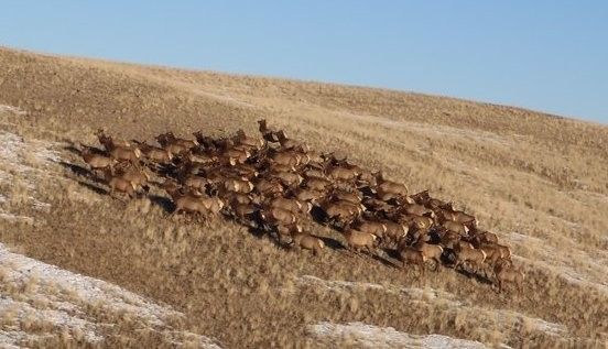 Collaring operations successful for Elkhorn elk study