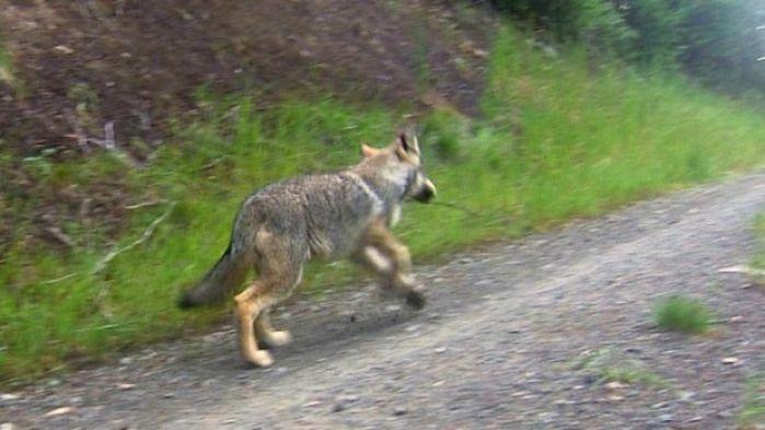 Washington reports new wolf pack found | Montana News | billingsgazette.com