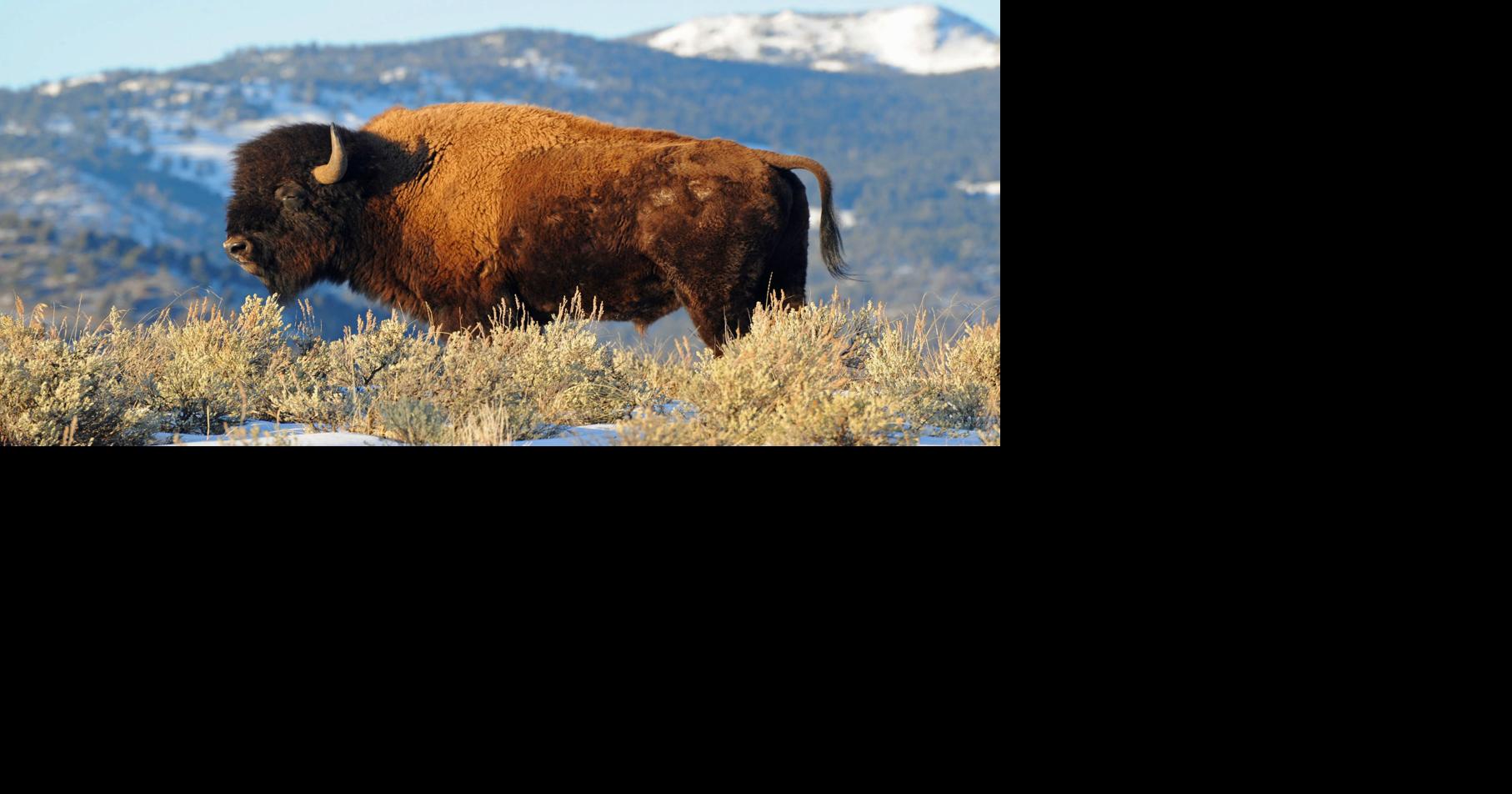 Montana officials plan to cull up to 700 Yellowstone bison