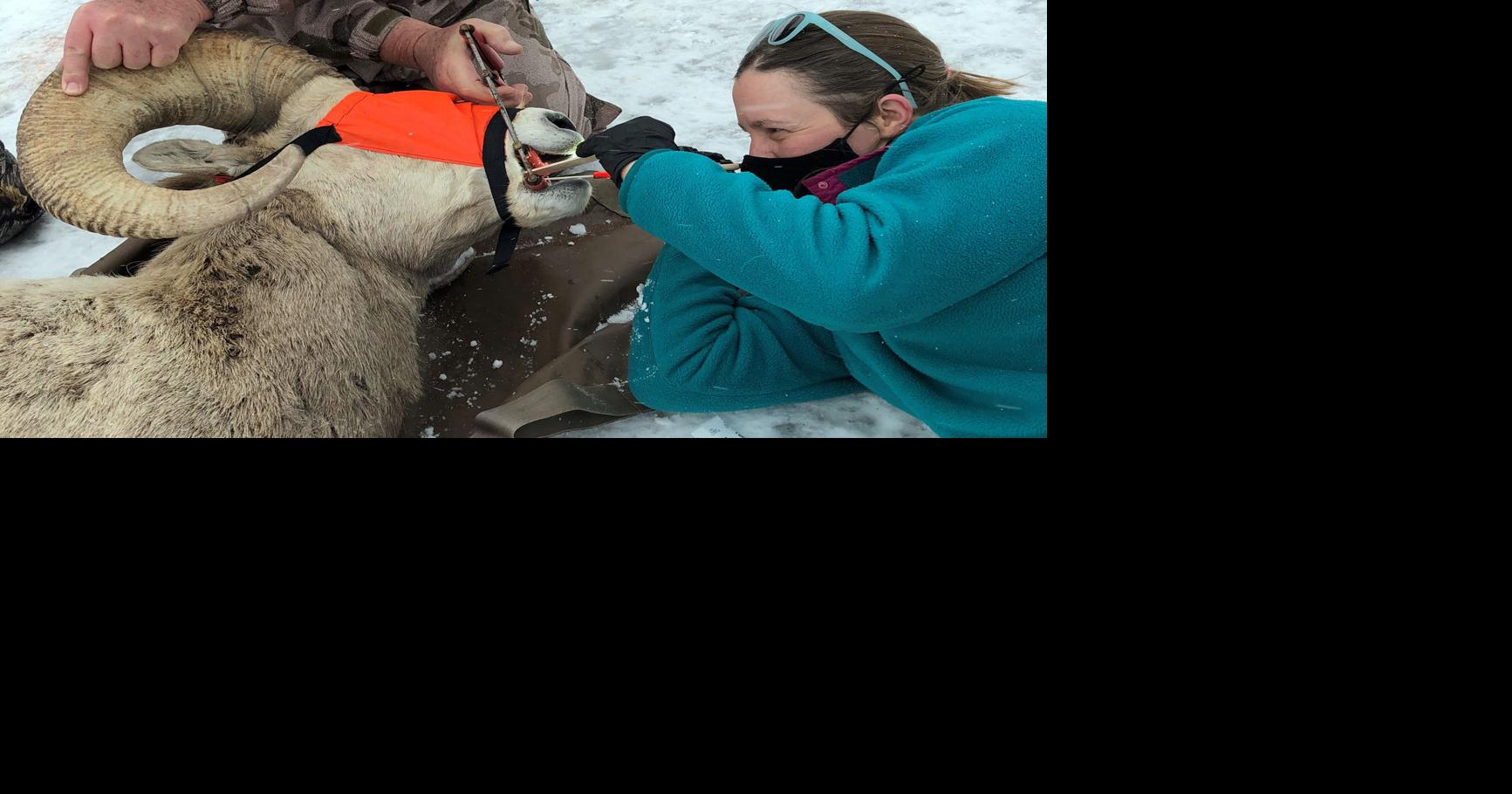 Highland Mountain bighorn sheep testing, removal proposed