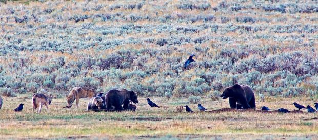 Bison carcass draws 5 grizzlies, wolves into photographer's view