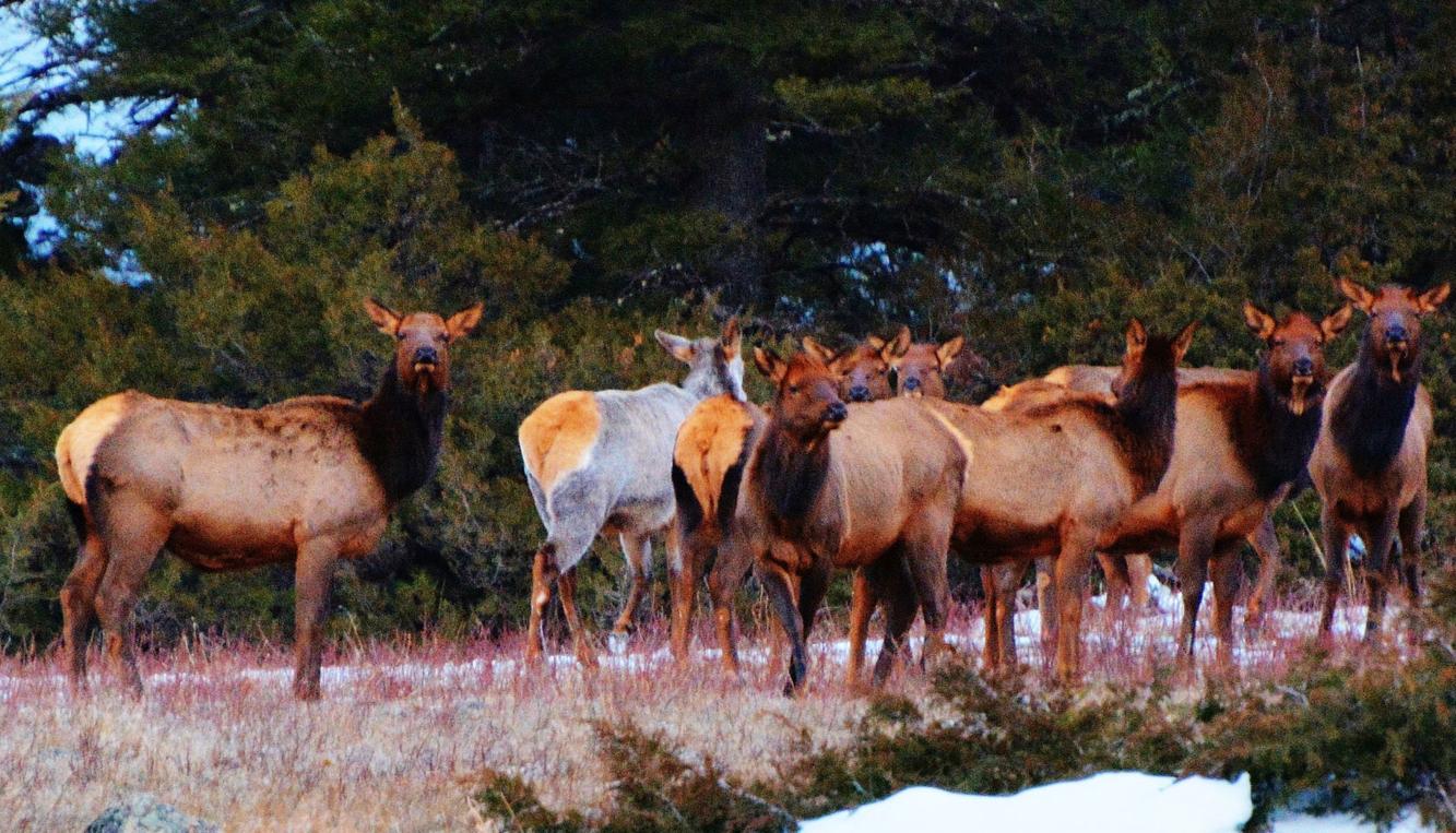 Frosty-colored elk, white-chested eagles examples of genetic abnormality