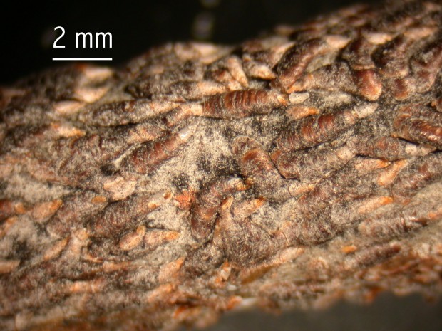 Aspen scale hits Billings trees hard