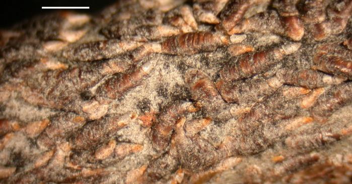 Aspen scale hits Billings trees hard