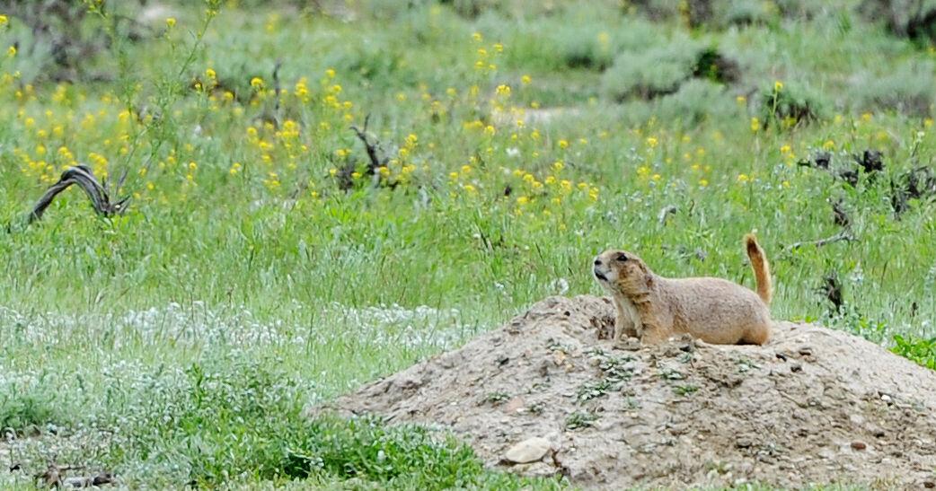 Prairie dog conservation contract approved by FWP