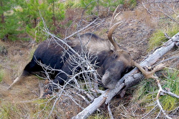 FWP looking for info on poached moose
