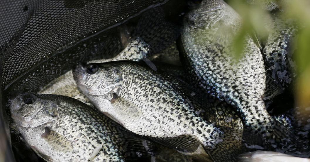 Fish, Wildlife & Parks stocks large crappie to boost fishery
