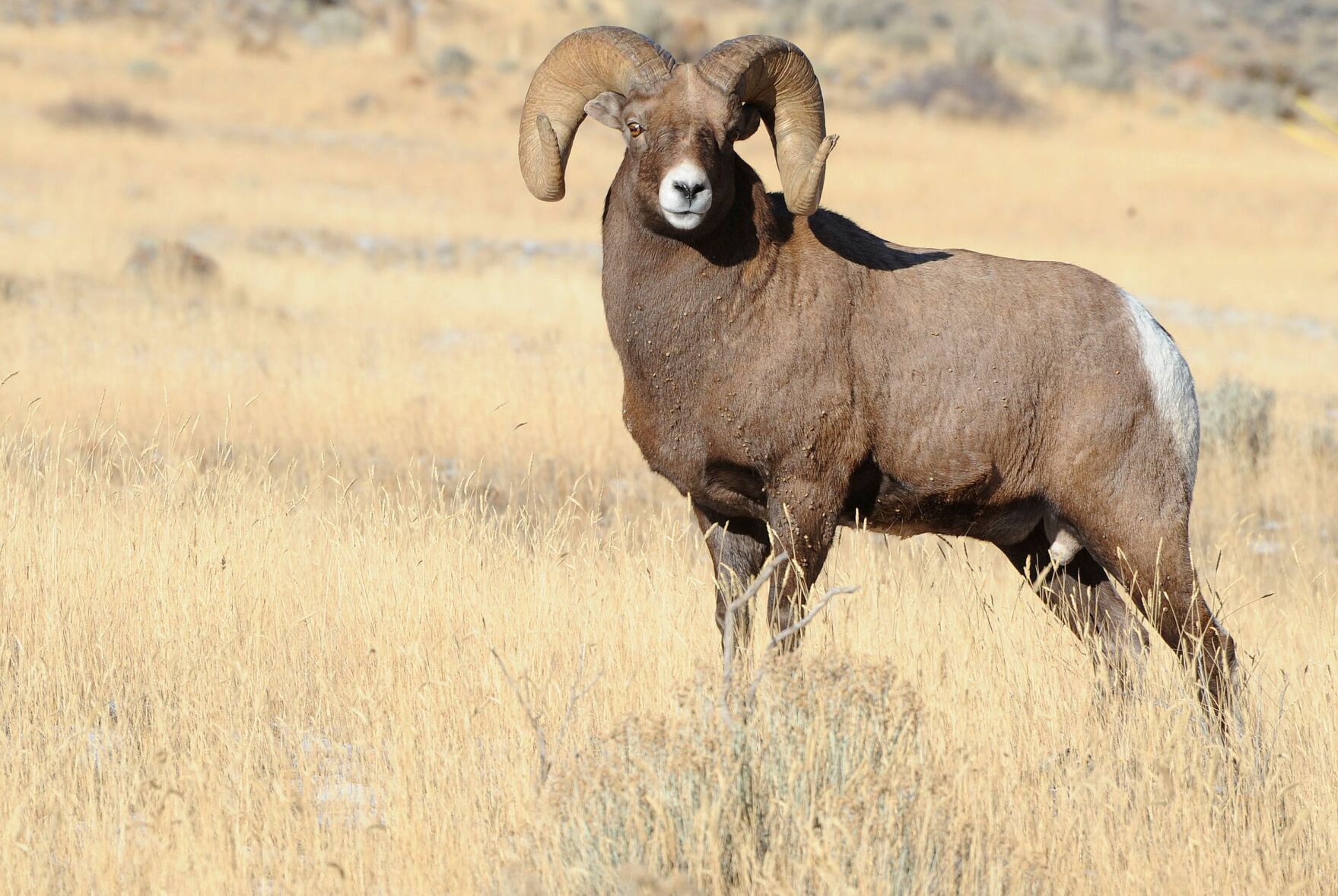 Montana Fish and Wildlife Commission approves easements