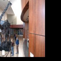 'Prime' sauropod specimen graces museum