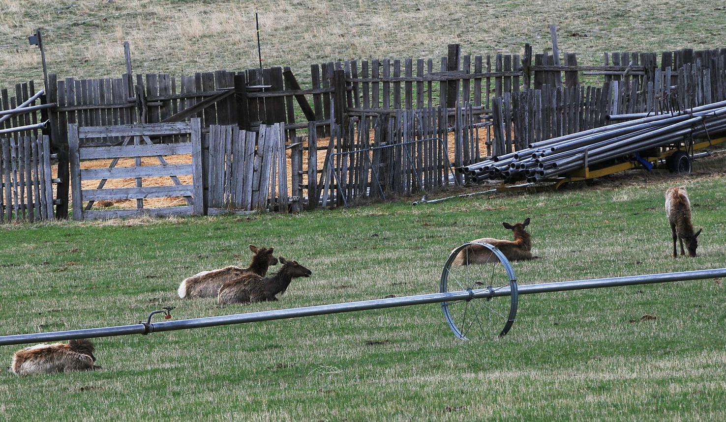 The Yellowstone grazing debate: Is the Northern Range being harmed?