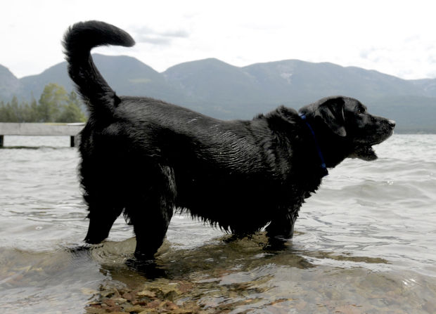 Beau, the Lab who could do math, passes on