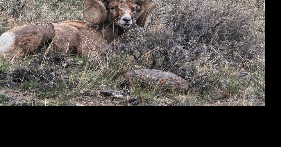 FWP launching studies to understand Montana's bighorn sheep populations