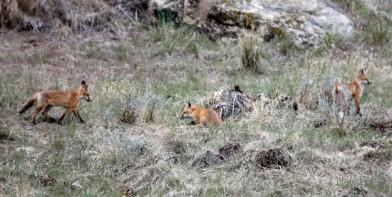 Feature photo: Springtime foxes frolic